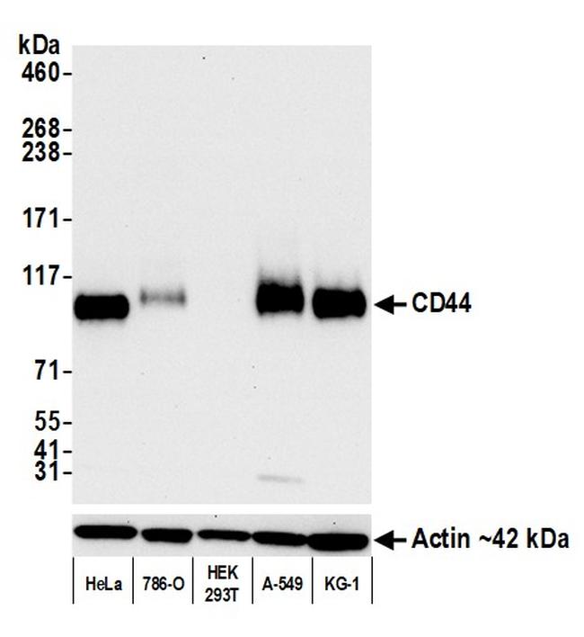 CD44 Recombinant Monoclonal Antibody (BLR038F) (A700-038)
