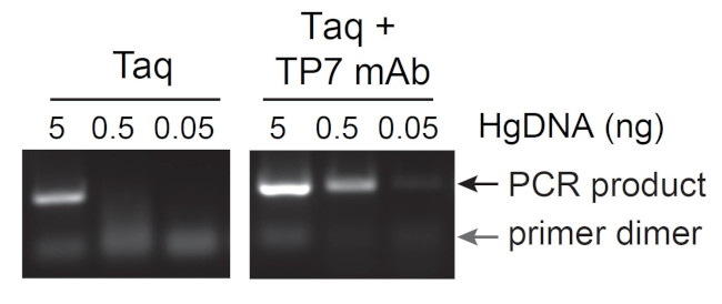 Taq Polymerase Recombinant Monoclonal Antibody (TP7) (A700-278)