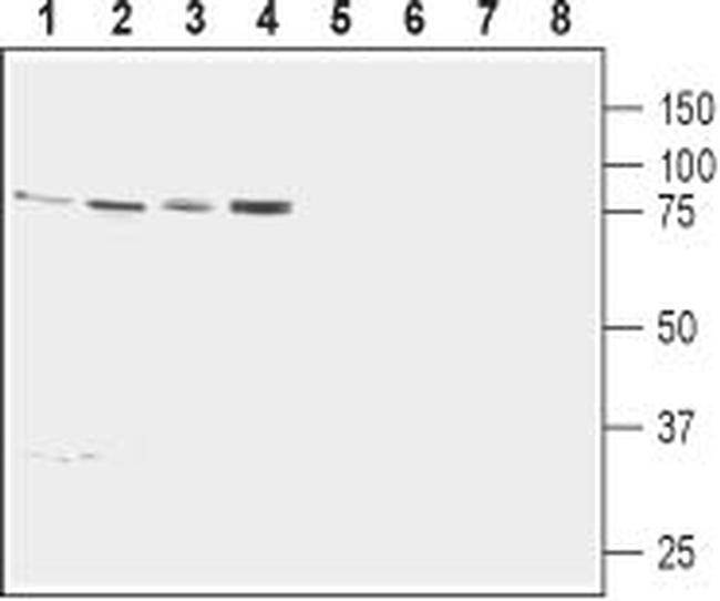 Calnexin Polyclonal Antibody (ACS-009-200UL)