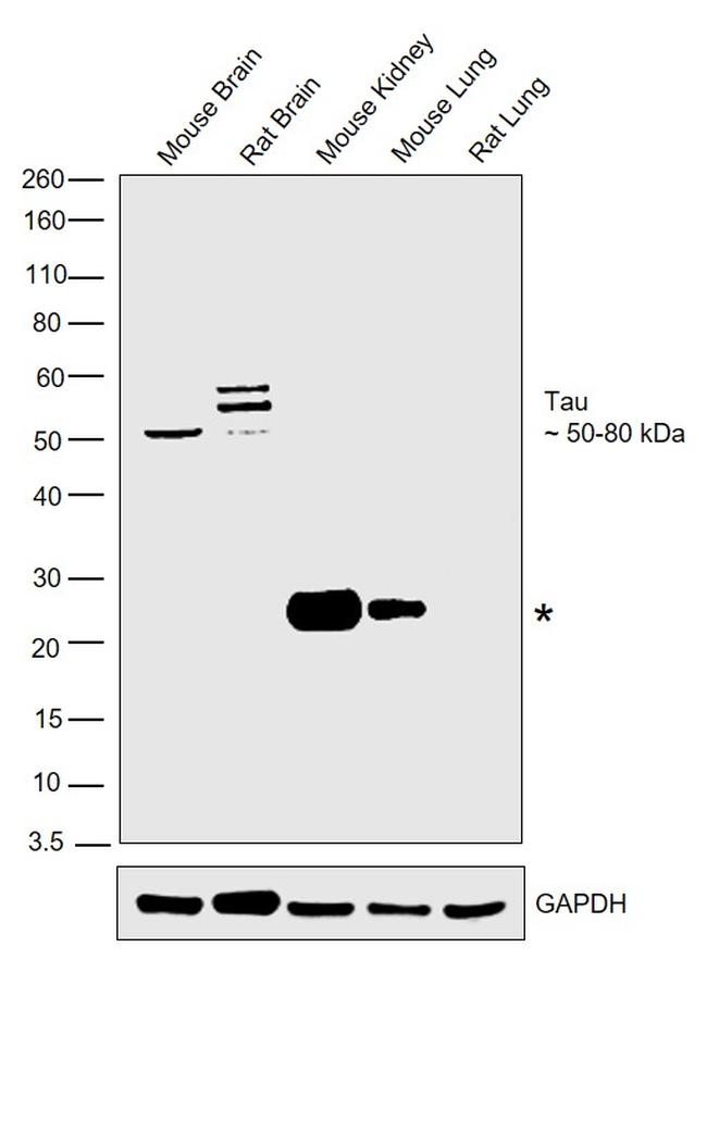 Tau Monoclonal Antibody (TAU-5) (AHB0042)