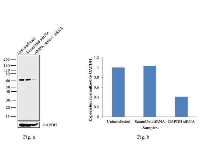 AMPK alpha-1 Antibody (AHO1332)