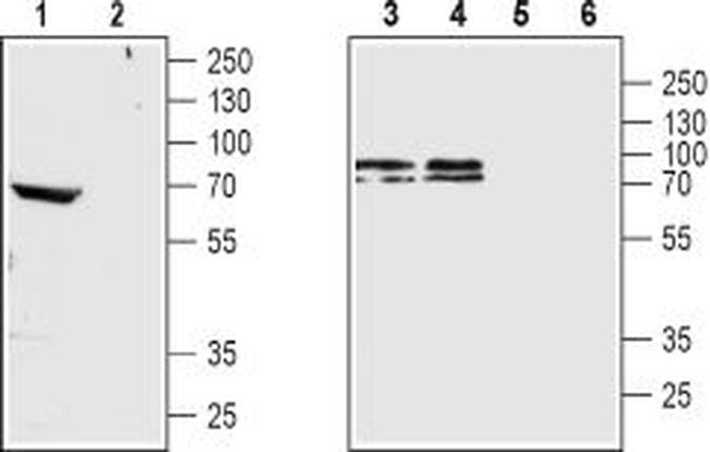 CHRM4 Polyclonal Antibody (AMR-004-200UL)
