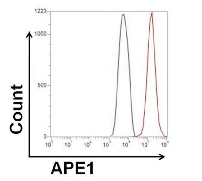 APE1 Antibody (MA1-440)