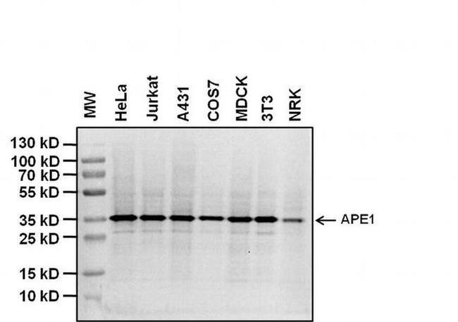 APE1 Antibody (MA1-440)