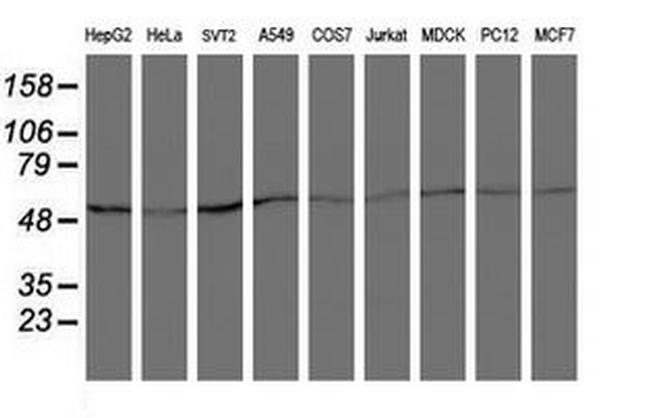 ARCN1 Monoclonal Antibody (OTI6A6) (TA504315)