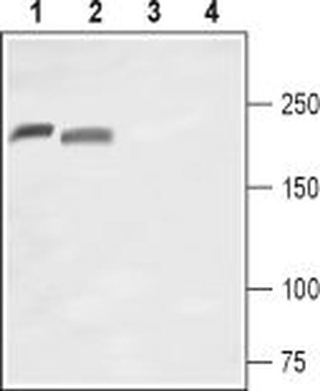 NaV1.8 (SCN10A) (extracellular) Polyclonal Antibody (ASC-028-200UL)