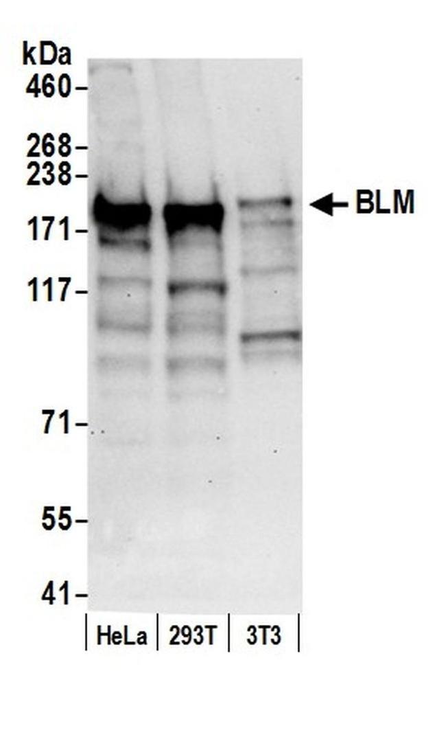 BLM Polyclonal Antibody (A300-572A-T)