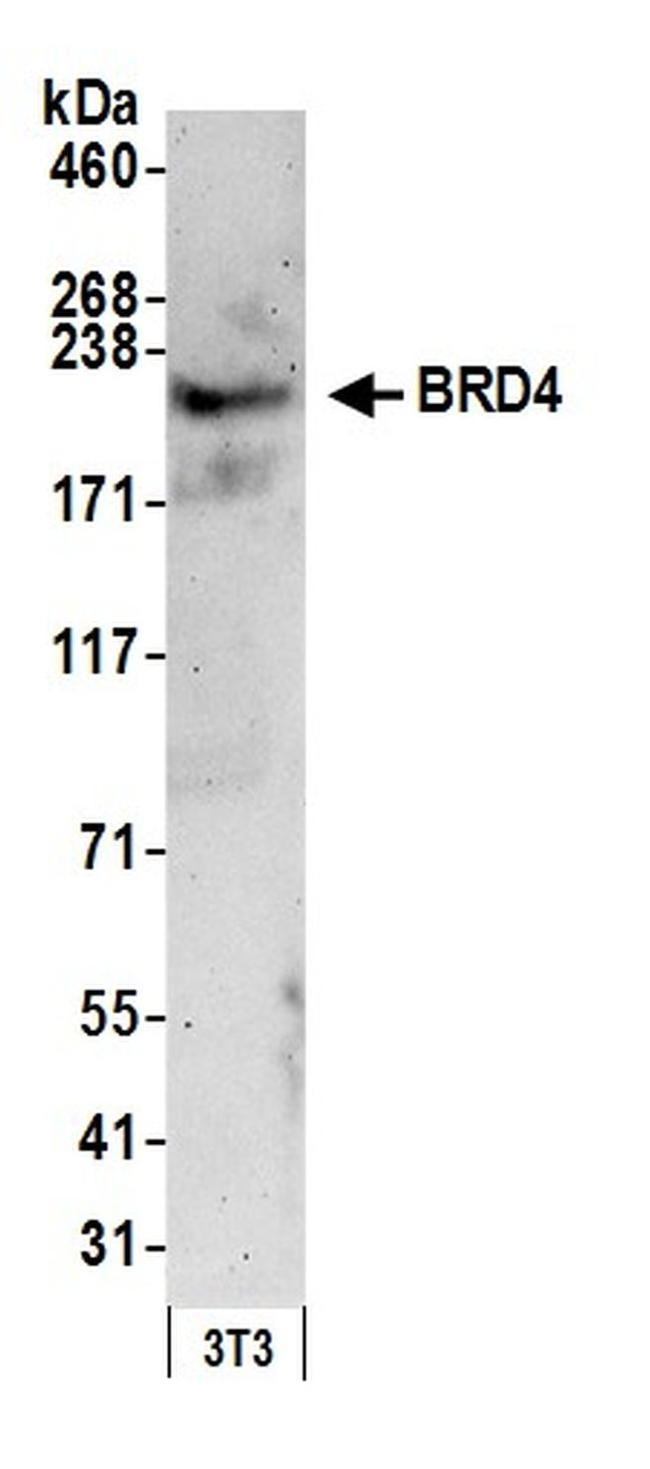 BRD4 Antibody (A301-985A100)