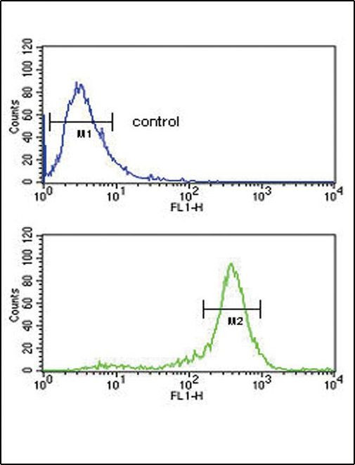 Calreticulin Antibody (PA5-25922)