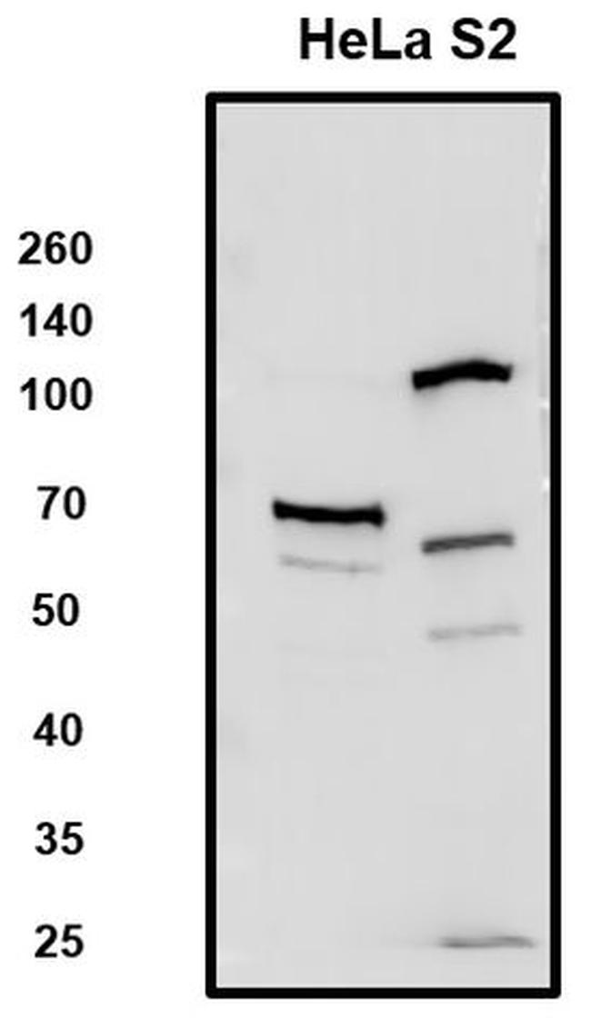 SLC7A1 Polyclonal Antibody (PA5-42426)