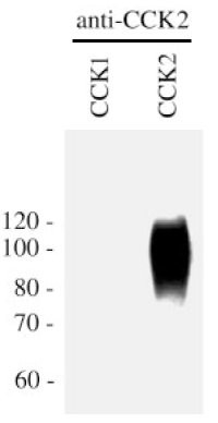 CCKBR Antibody (PA3-201)