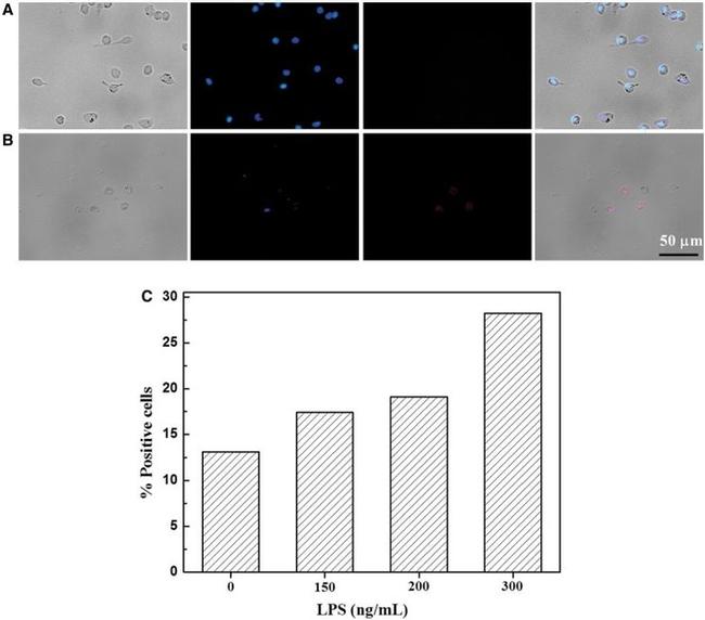CD197 (CCR7) Antibody, eFluor™ 450 (48-1971-82)