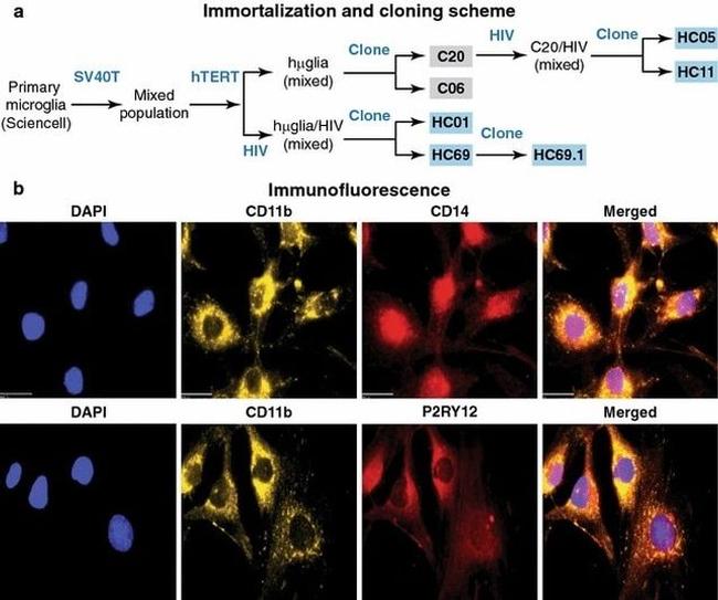 CD14 Antibody (14-0149-82)