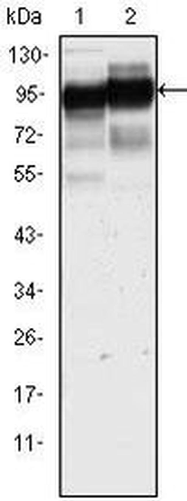 CD44 Antibody (MA5-15462)