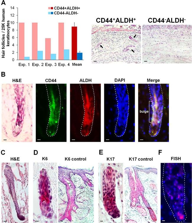 CD44 Antibody (14-0441-82)