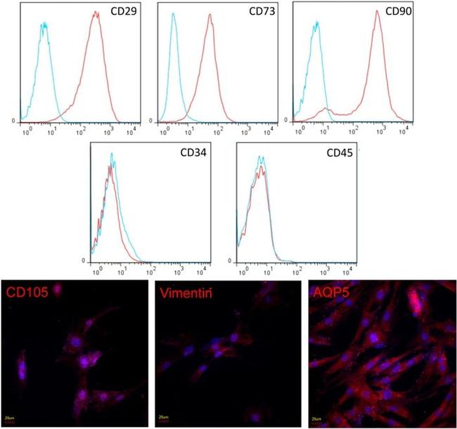 CD90.1 (Thy-1.1) Antibody, FITC (11-0900-81)