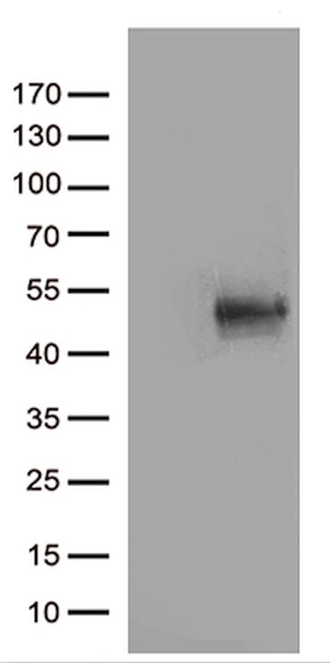 CD80 Antibody (TA812361)