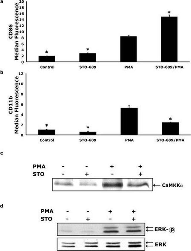 CD86 Monoclonal Antibody (BU63), FITC (MHCD8601)