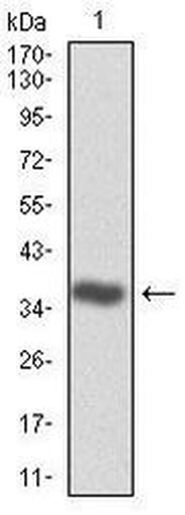 CDK2 Antibody (MA5-17052)