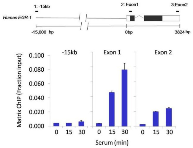 CREB Antibody (PA1-850)