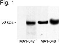 Phospho-CaMKII alpha (Thr286) Antibody (MA1-047)