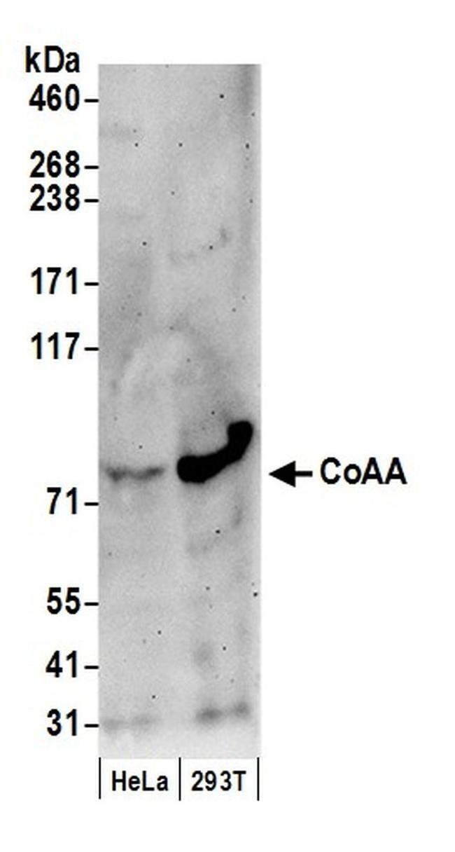 CoAA Polyclonal Antibody (A300-331A-T)