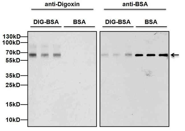 Digoxin Antibody (MID0302)