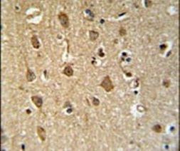 ENPP6 Polyclonal Antibody (PA5-25140)