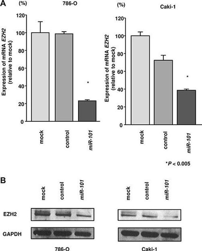 EZH2 Antibody (36-6300)