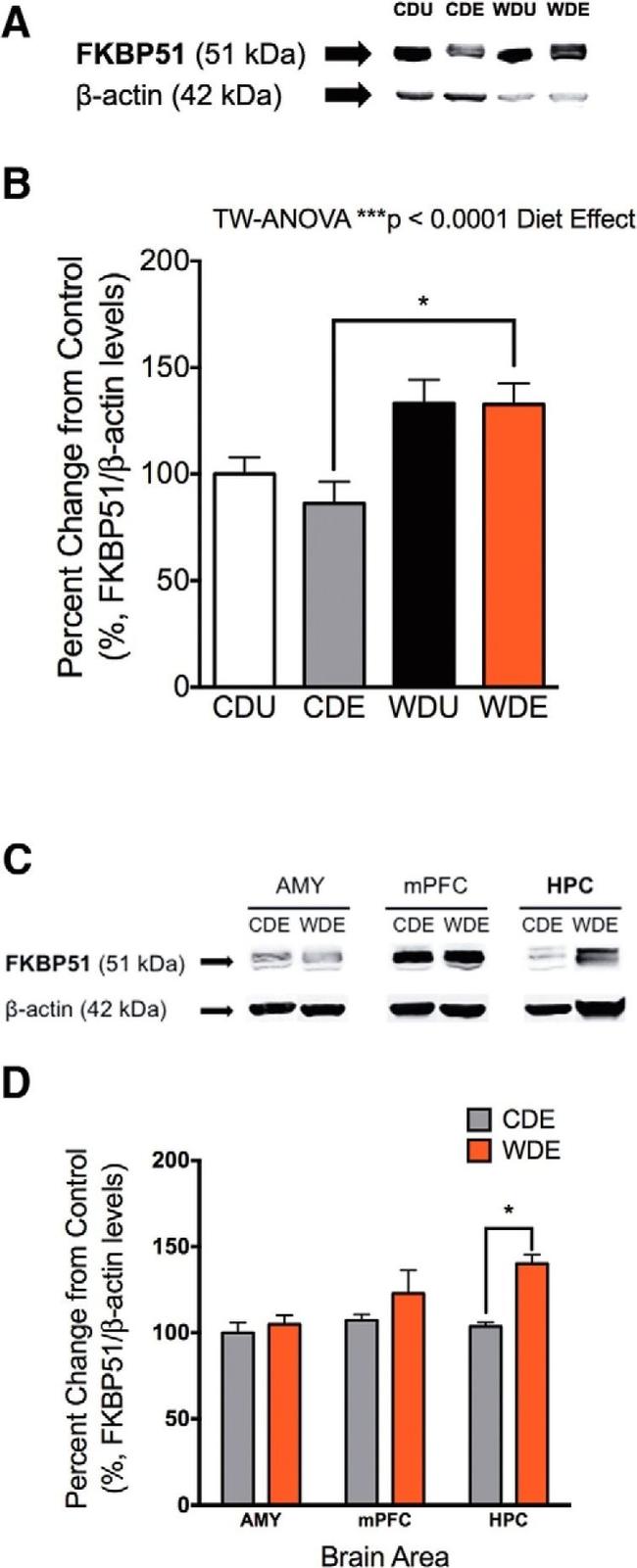 FKBP5 Antibody (PA1-020)