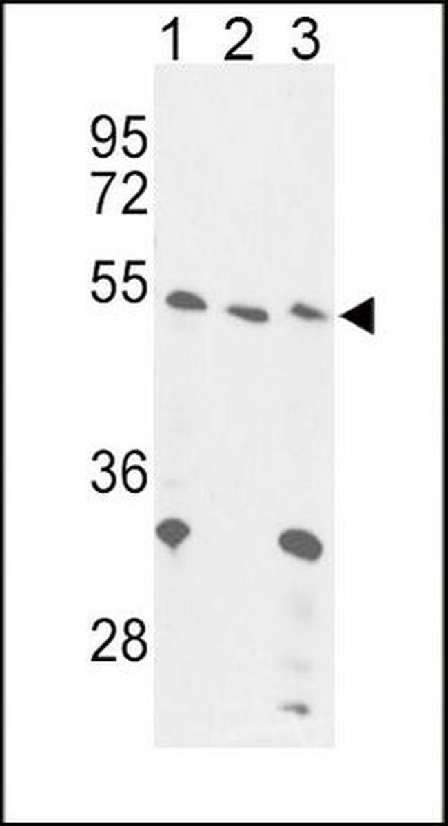 FOXP3 Polyclonal Antibody (PA5-12396)