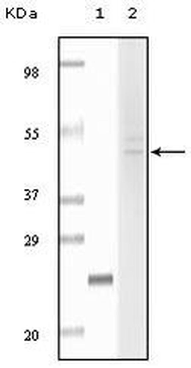 Fibulin 5 Antibody (MA5-15292)
