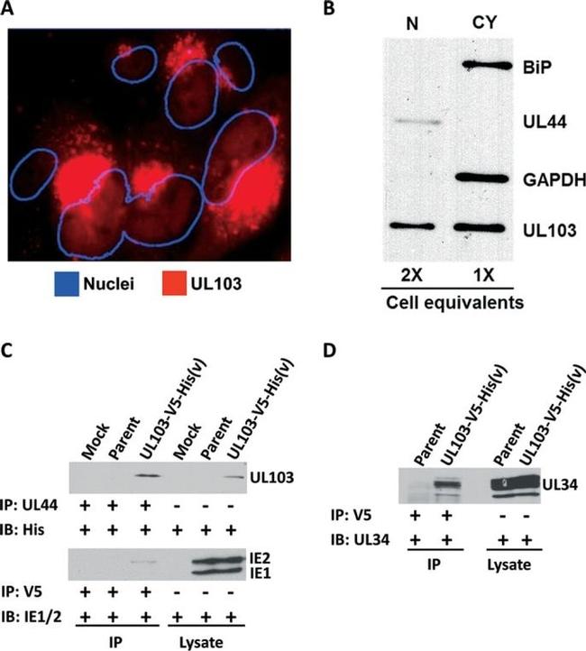 GAPDH Loading Control Antibody, DyLight™ 488 (MA5-15738-D488)