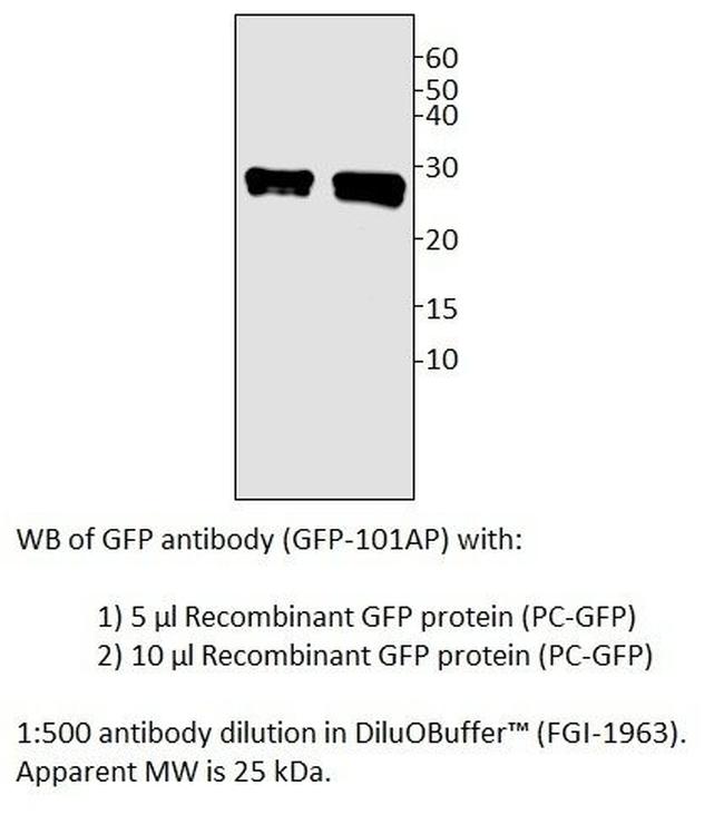 GFP Polyclonal Antibody (GFP-101AP)
