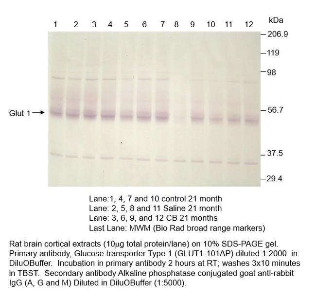 Glucose Transporter GLUT1 Polyclonal Antibody (GLUT1-101AP)