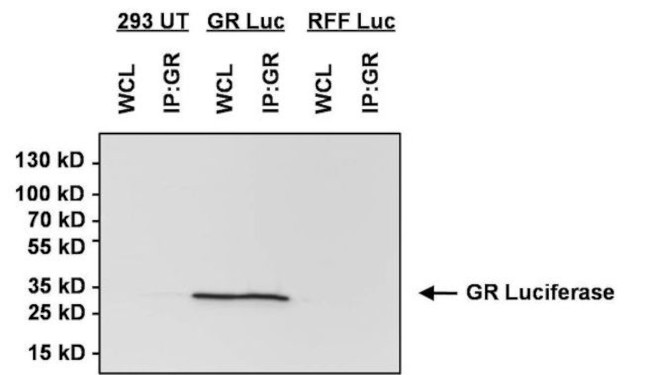 Green Renilla luciferase Antibody (PA1-180)