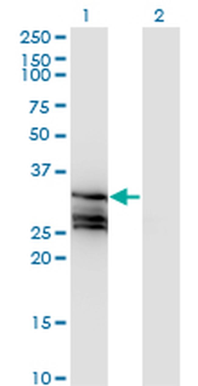 HAGH Monoclonal Antibody (2F9) (H00003029-M02A)