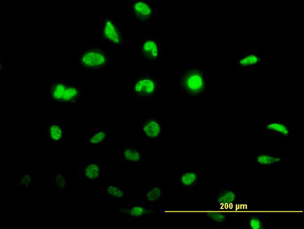 ID1 Antibody (H00003397-M04)