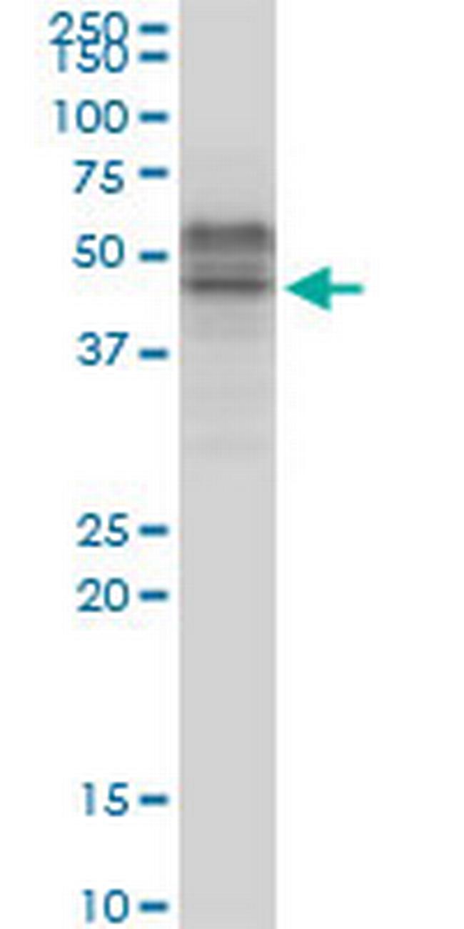 TCF7 Monoclonal Antibody (1B3) (H00006932-M06)