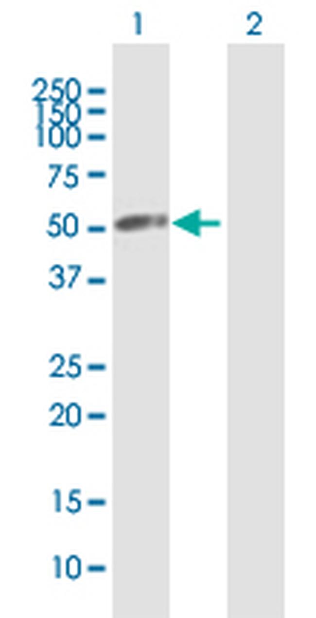 VPS4A Antibody (H00027183-B01P)