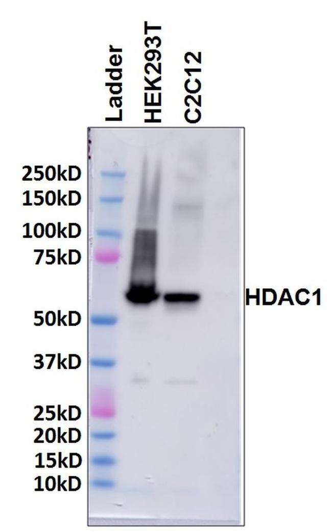 HDAC1 Antibody (PA1-860)