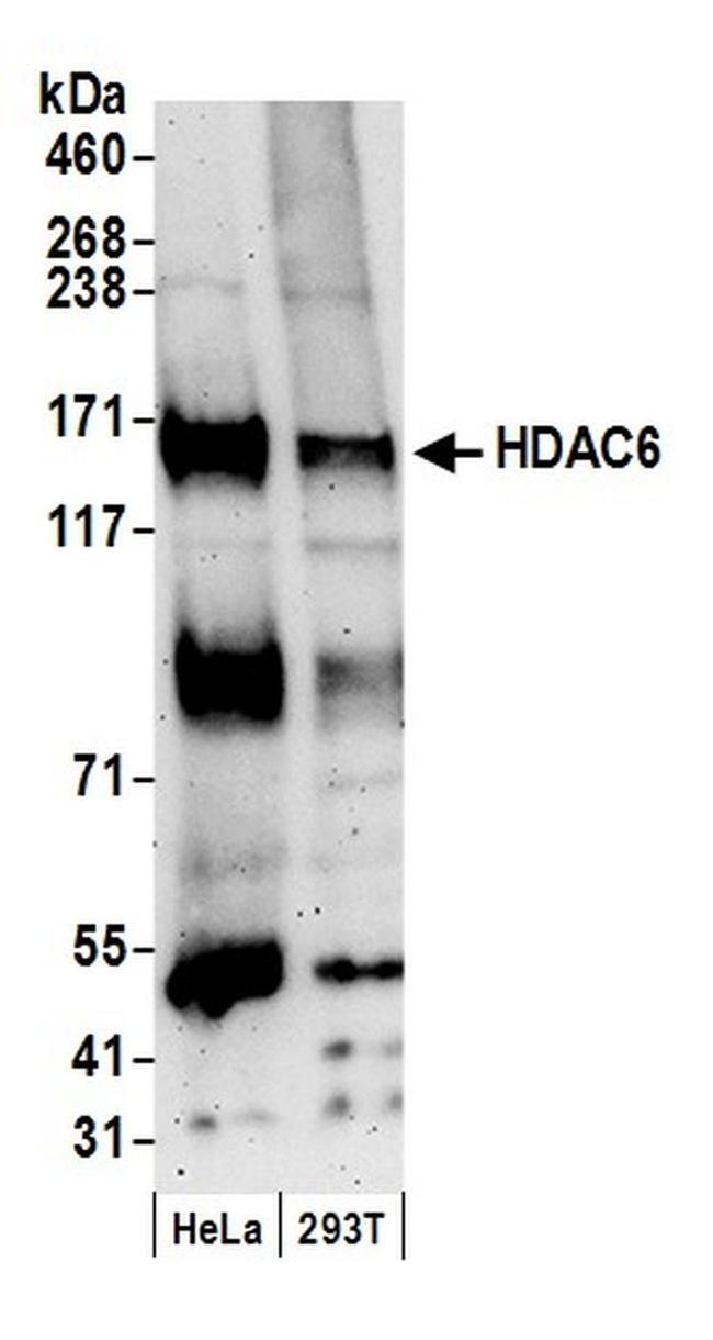 HDAC6 Polyclonal Antibody (A301-342A-T)
