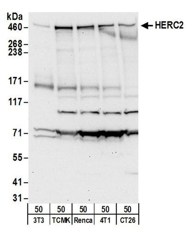 HERC2 Polyclonal Antibody (A301-905A)