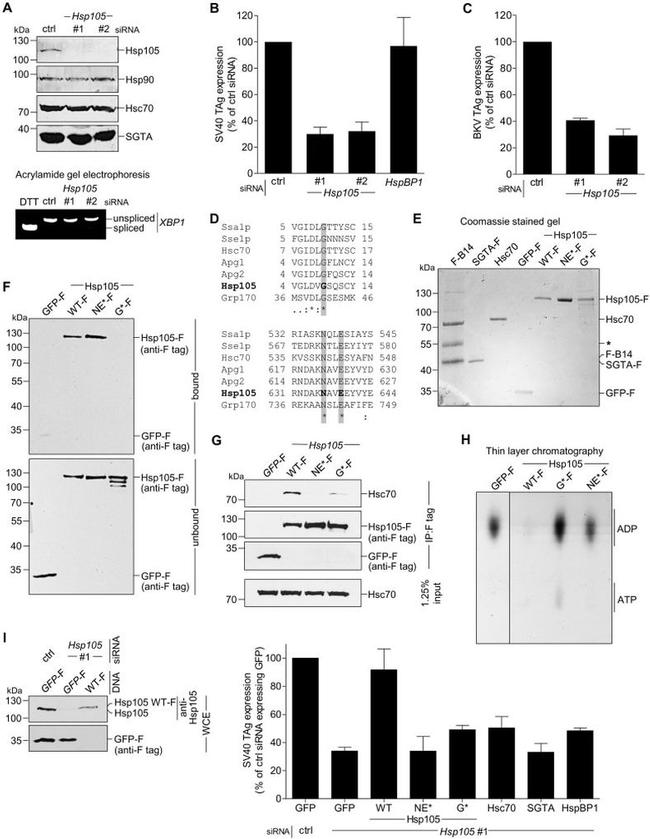HSC70 Antibody (PA5-27337)