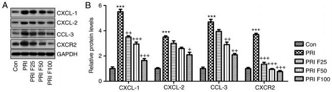 CCL3 Antibody (MA5-24364)