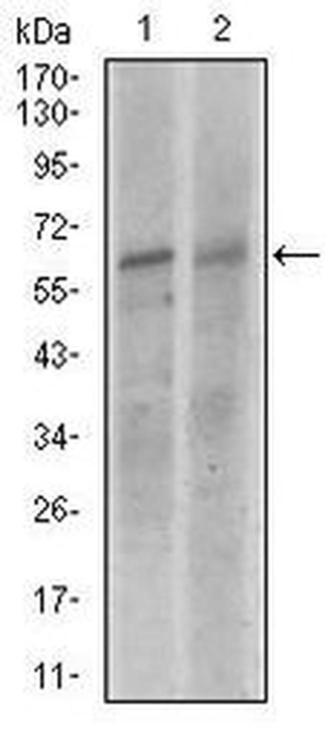 KEAP1 Monoclonal Antibody (1F10B6) (MA5-17106)