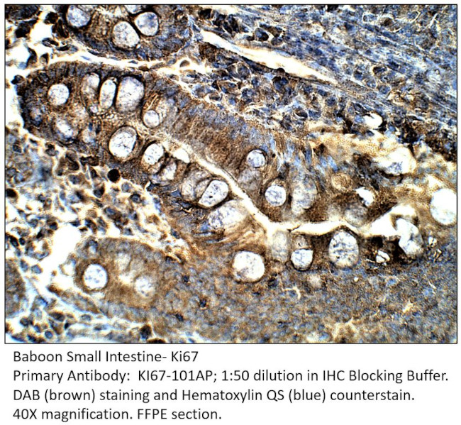 Ki67 Polyclonal Antibody (KI67-101AP)