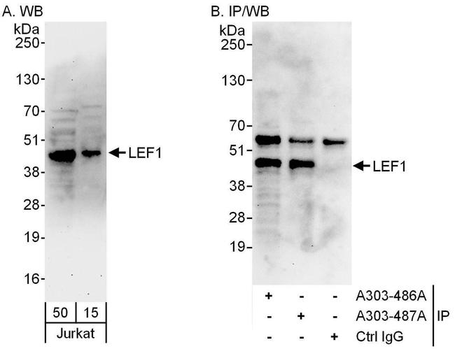 LEF1 Polyclonal Antibody (A303-486A)
