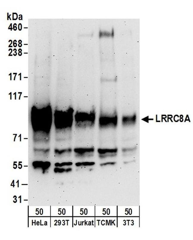 LRRC8A Antibody (A304-175A)
