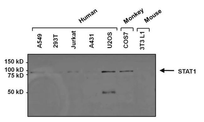 STAT1 Antibody (MA1-037)